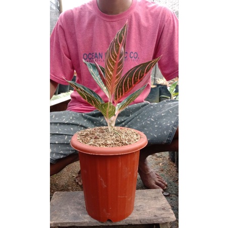 Jual Red Sumatra Pride Of Sumatra | Shopee Indonesia