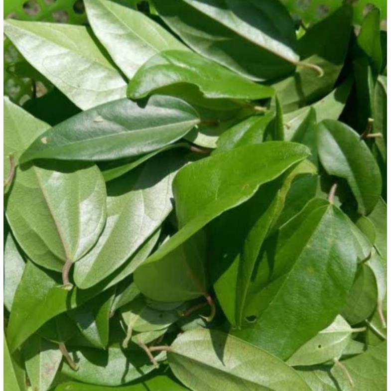 Jual 1 lembar daun tanaman cincau segar baru di petik,untuk jeli dan ...