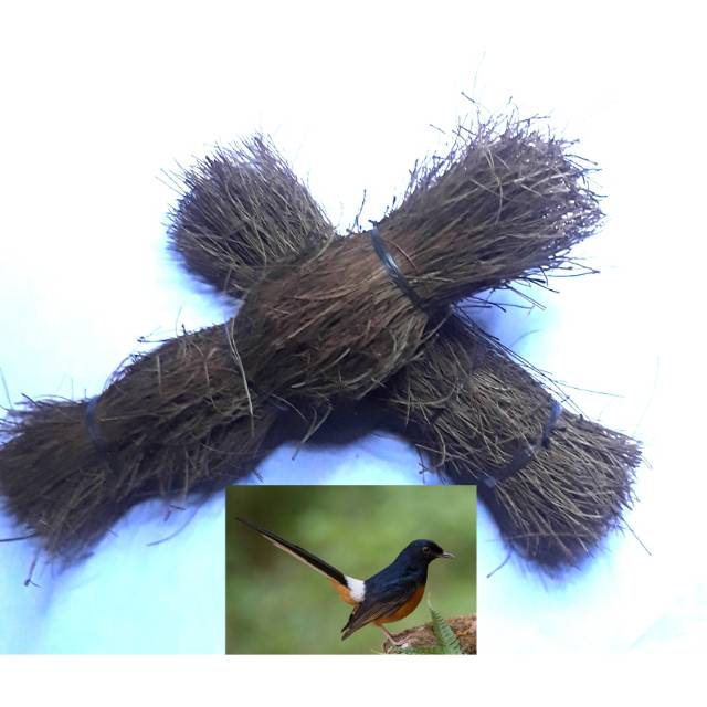 Jual Sarang Burung Murai Batu Daun pinus kering | Shopee Indonesia