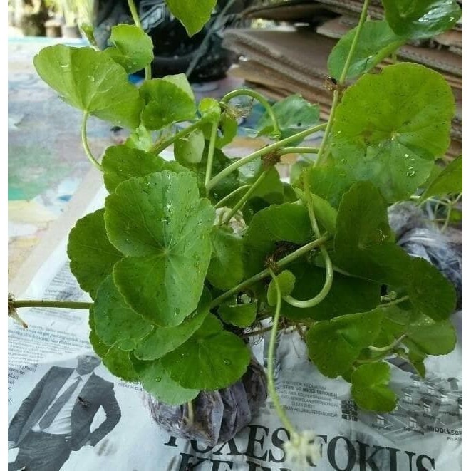 Jual Bibit Tanaman Antanan - Daun Pegagan - Pohon Antanan - Obat Herbal ...