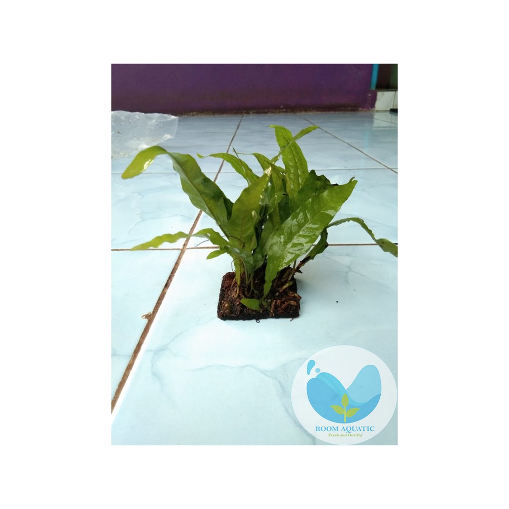 Jual Java Fern Kadaka ( Aquascape ) | Shopee Indonesia