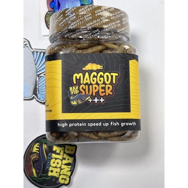 Jual MAGGOT SUPER +++ BANG FISH X FAJAR ARIEF BOTOL (EXTRA BETACAROTENE ...