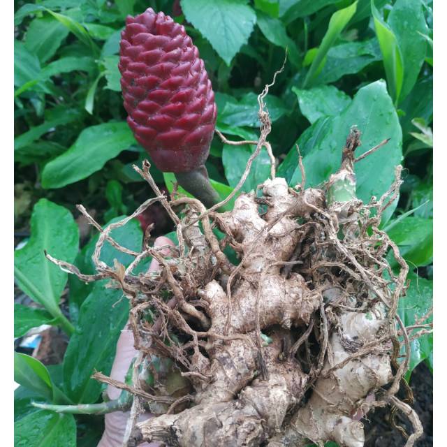 Jual LEMPUYANG / LEMPUYUNG /LAMPUYUNG / LAMPUYUNG | Shopee Indonesia