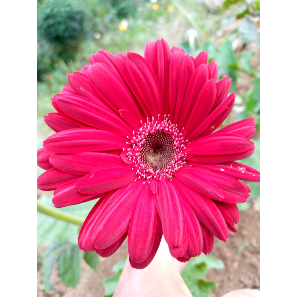 Jual Tanaman/Bibit garbera holland | Shopee Indonesia