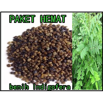 Jual Bibit indigofera hijauan - KUALITAS TERBAIK | Shopee Indonesia