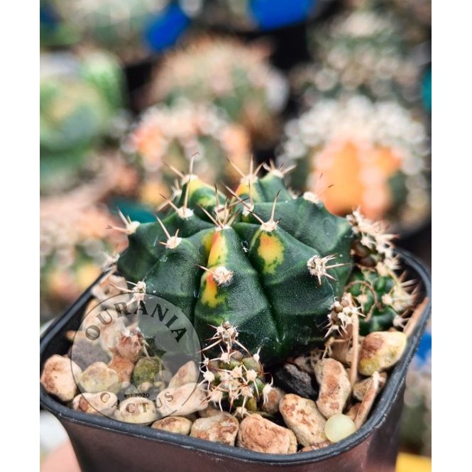 Jual Cactus Golden Armor | Shopee Indonesia