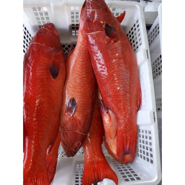 Jual IKAN KERAPU MERAH / KERAPU SUNU | Shopee Indonesia