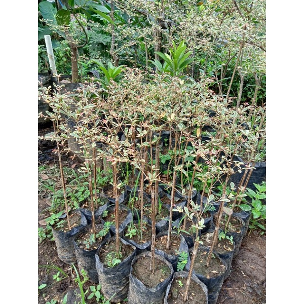 Jual bibit tepeng Kencono parigata | Shopee Indonesia