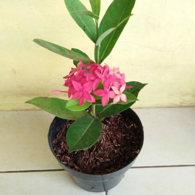 Jual Tanaman hias murah asoka hawai/jabon bunga merah | Shopee Indonesia