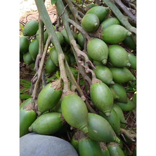 Jual buah pinang/jambe muda 250 gram | Shopee Indonesia