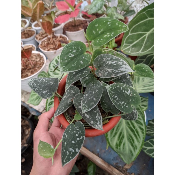 Jual Scindapsus Silver Ann | Shopee Indonesia