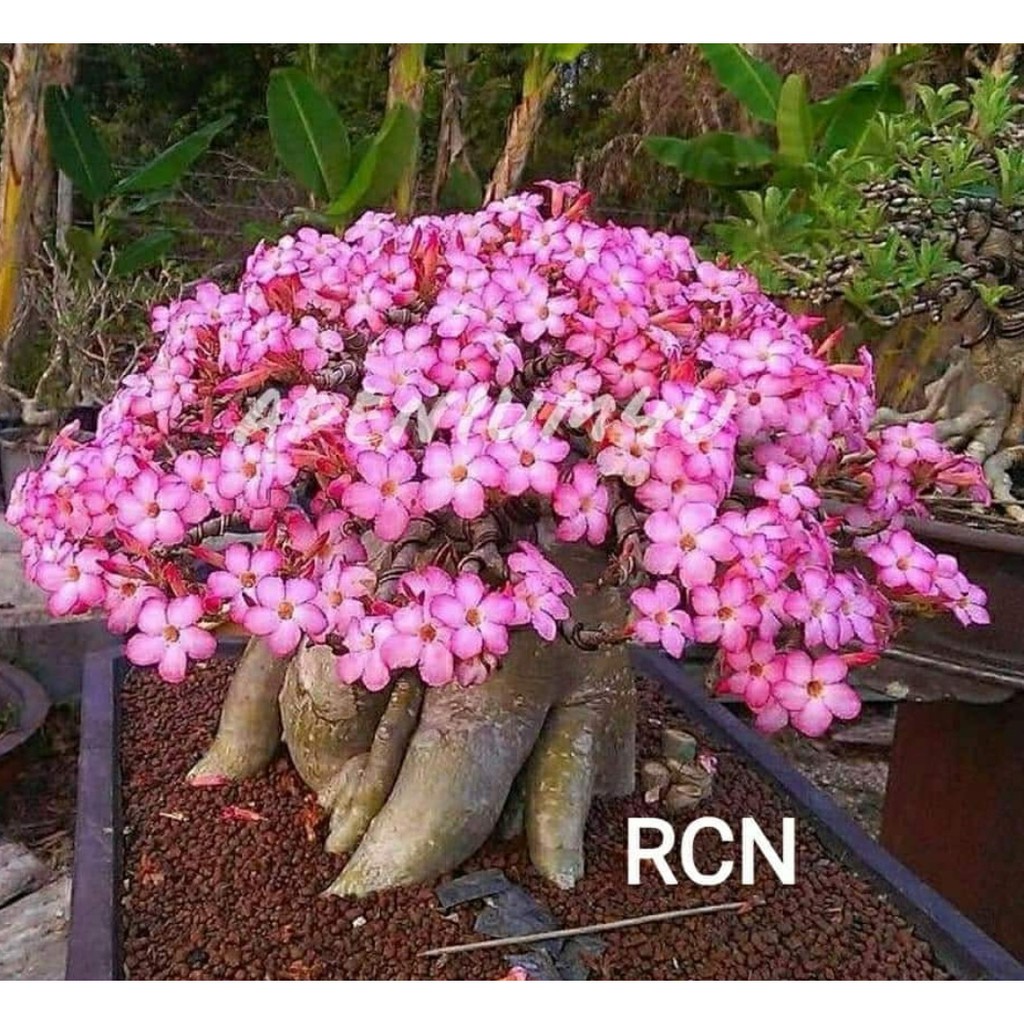 Jual Adenium RCN (Ra Chi Nee) | Shopee Indonesia