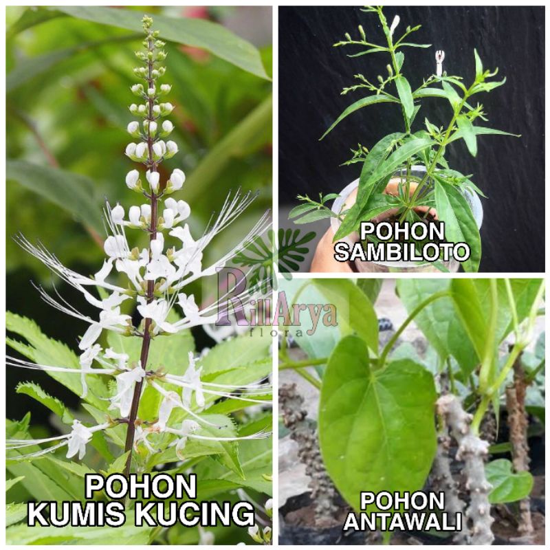 Jual PAKET 3 TANAMAN HERBAL (kumis kucing, sambiloto, antawali ...