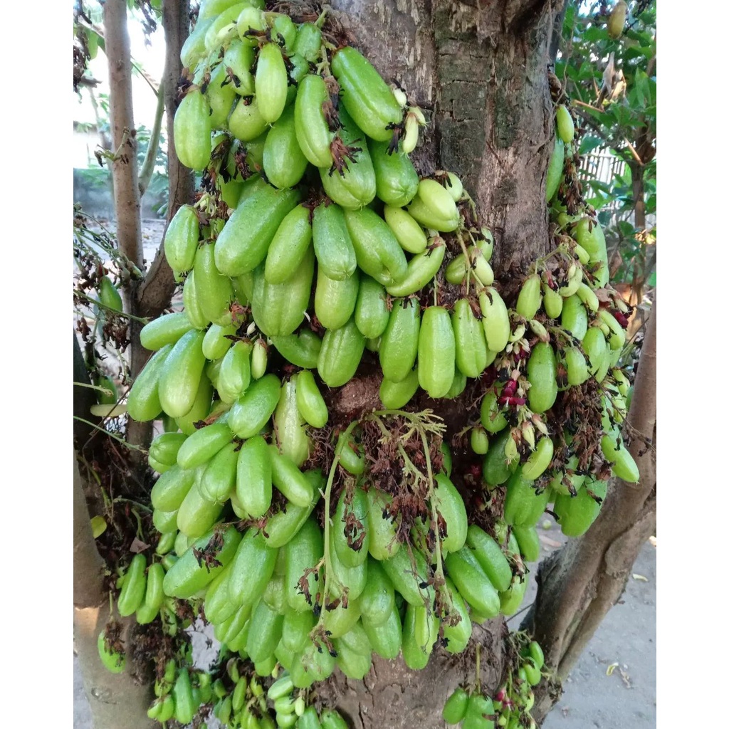 Jual Bibit buah belimbing wuluh asem / bilimbi uluh / belimbing buluh ...