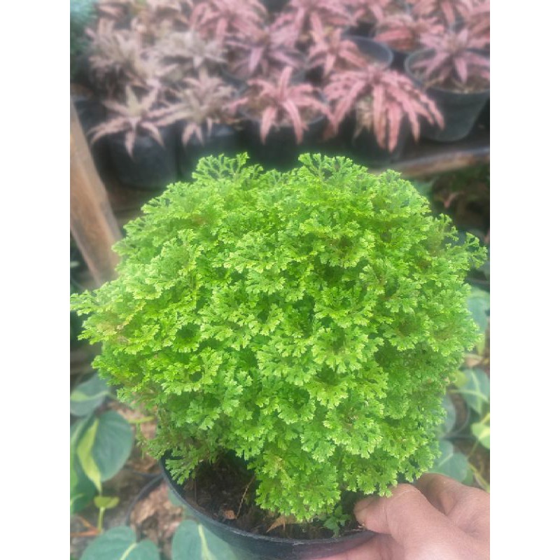 Jual Jual tanaman hias indor-lumut Ambon-bibit tanaman lumut ambon ...