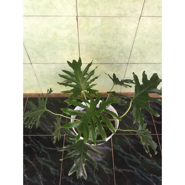 Jual calon indokan philo jari/monstera jari/tanaman hias | Shopee Indonesia