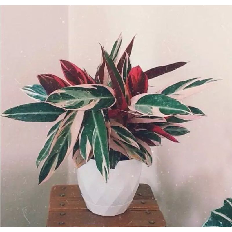 Jual Tanaman Hias Calathea Meranti Bali/Pohon Hias Tri Color Chalathea ...