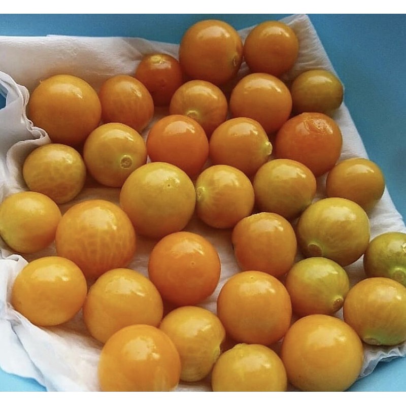 Jual CECENET / CIPLUKAN / GOLDEN BERRY 1 KG | Shopee Indonesia