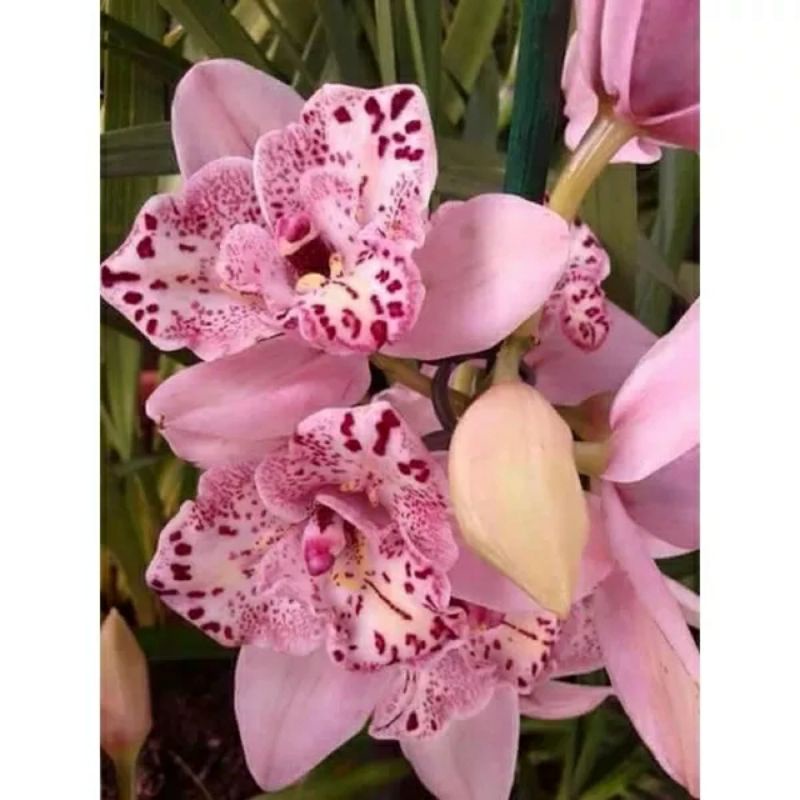 Jual Seedling Anggrek Dendrobium bunga pink princess - Tanaman Hias ...