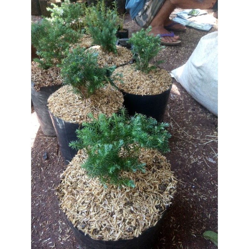 Jual tanaman hias pohon hidup cemara embun | Shopee Indonesia