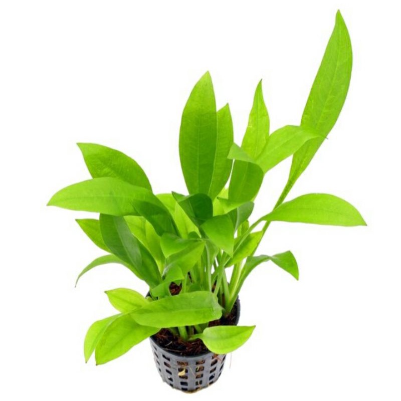 Jual Amazon Sword full daun air (Ehinodorus Amazonicus) - tanaman ...