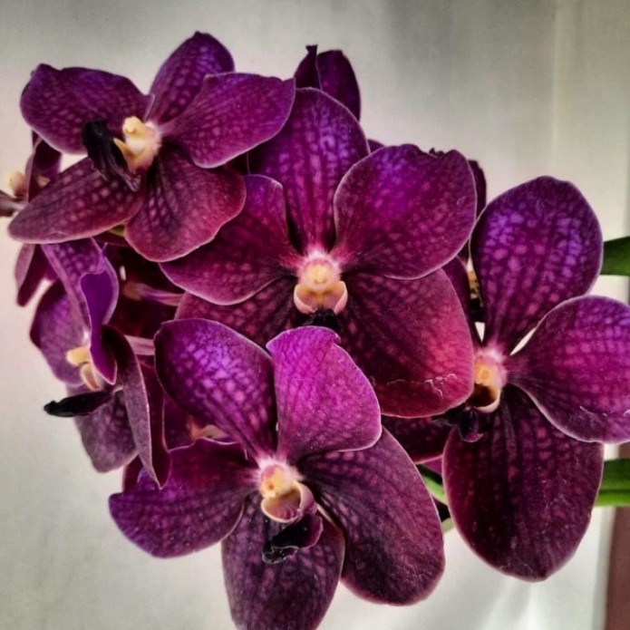 Jual anggrek dendrobium (VANDA GORDON DILON X SUNRAY BLUE) | Shopee ...