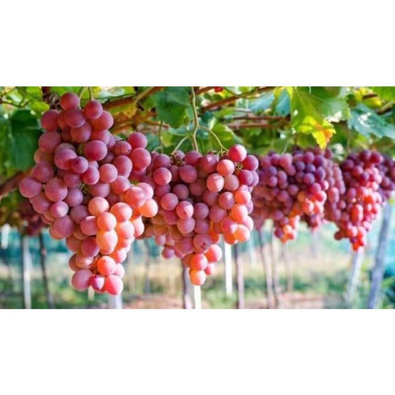 Jual bibit anggur red globe super manis cepat berbuah | Shopee Indonesia