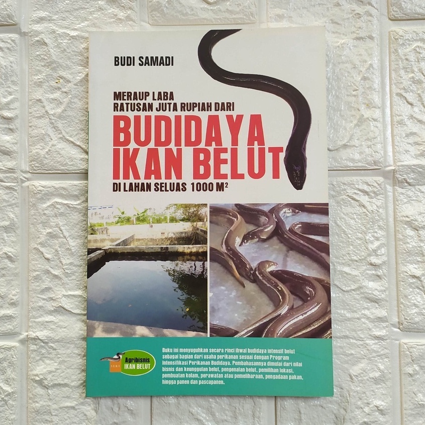 Jual Budidaya Ikan Belut: Meraup Laba Ratusan Juta Rupiah Dari Budidaya ...