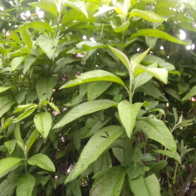 Jual Daun Sembung Legi segar atau Basah 1kg | Shopee Indonesia