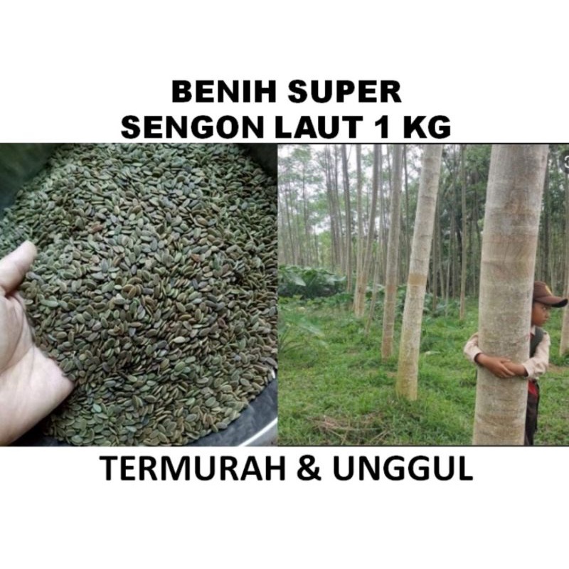 Jual Benih albasia albe alba (sengon laut) | Shopee Indonesia