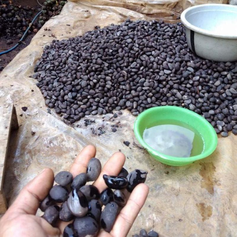 Jual Paket 50 Bibit Biji Aren / Kolang Kaling Genjah Varietas Unggul ...