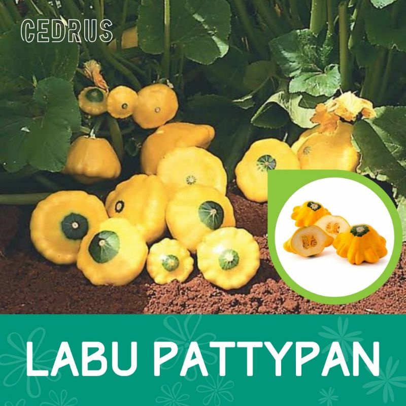 Jual Benih PATTY PAN Scallop Yellow Bush Summer Squash - Biji Bibit ...