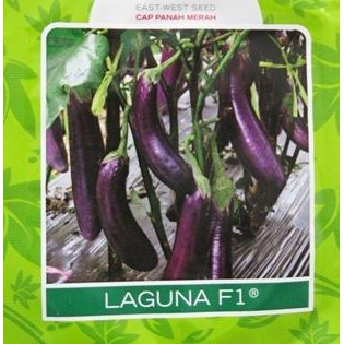 Jual Benih TERONG UNGU Laguna [isi-21] - bobot 120-150 gram Biji Sayur | Shopee Indonesia