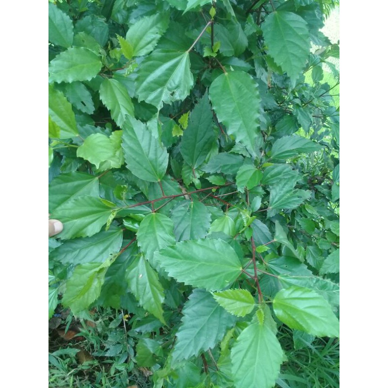 Jual DAUN BUNGA LENTERA BUNGA SPATU SEGAR 1KG | Shopee Indonesia