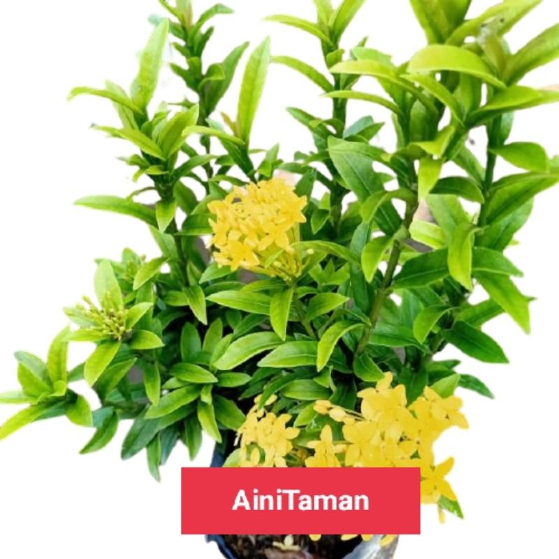 Jual tanaman hias asoka singapura bunga kuning - asoka singapur - soka ...