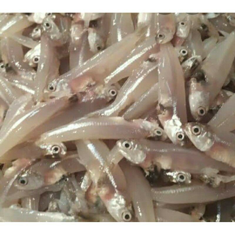 Jual Ikan Teri Basah Segar / Ikan Bilis Segar | Shopee Indonesia