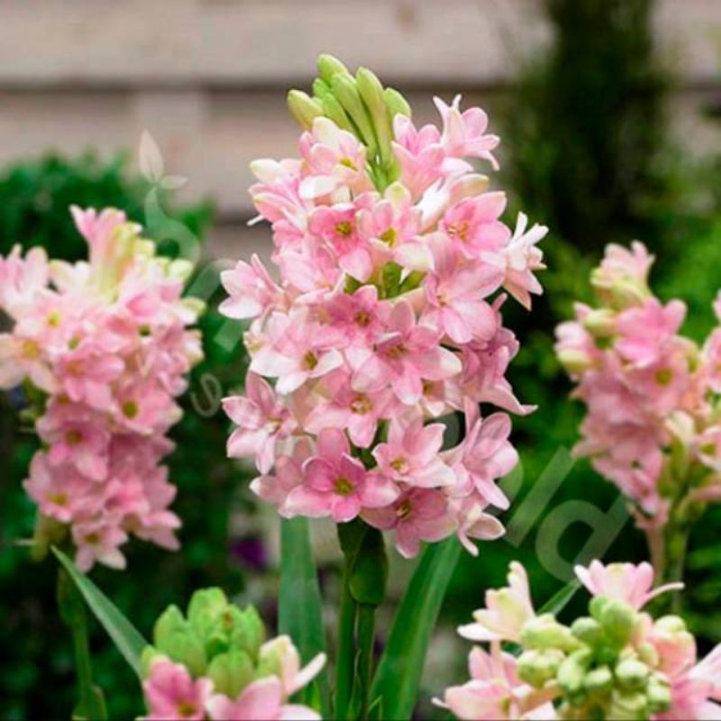 Jual TANAMAN HIAS BUNGA SEDAP MALAM BUNGA PINK/TANAMAN HIAS HIDUP/BUNGA ...