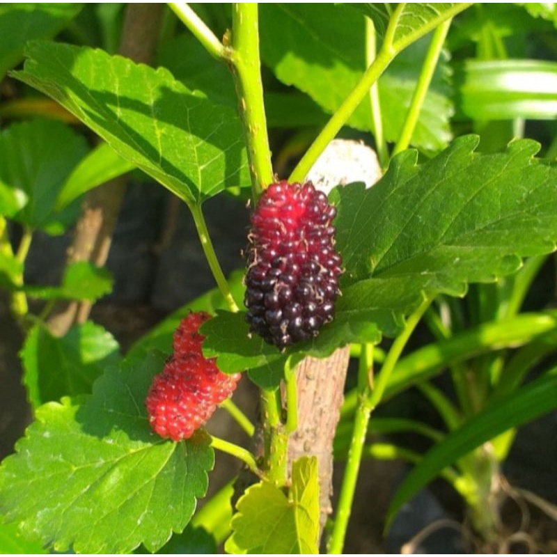 Jual pohon Buah murbe | Shopee Indonesia