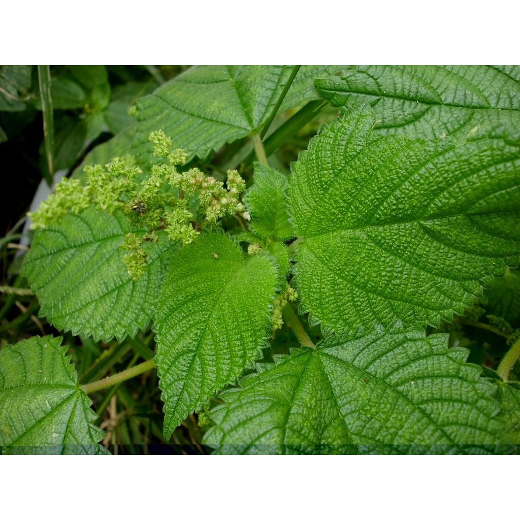 Jual Daun Jelatang Daun Pulus Daun Gatal Segar 500 gram | Shopee Indonesia