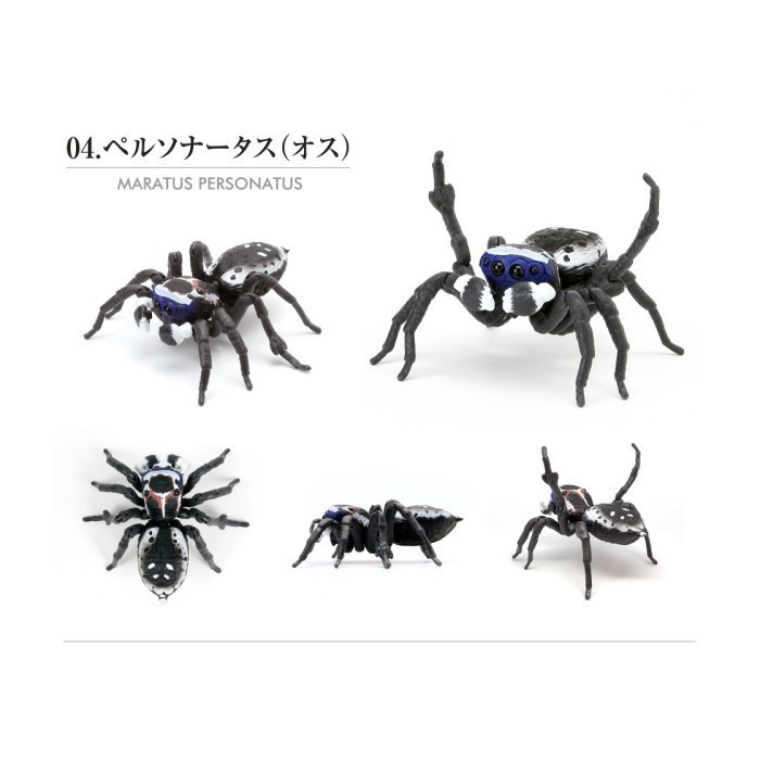 Jual SPLIT Peacock Spider Laba-laba Merak Ikimono Bandai Gacha Figure ...