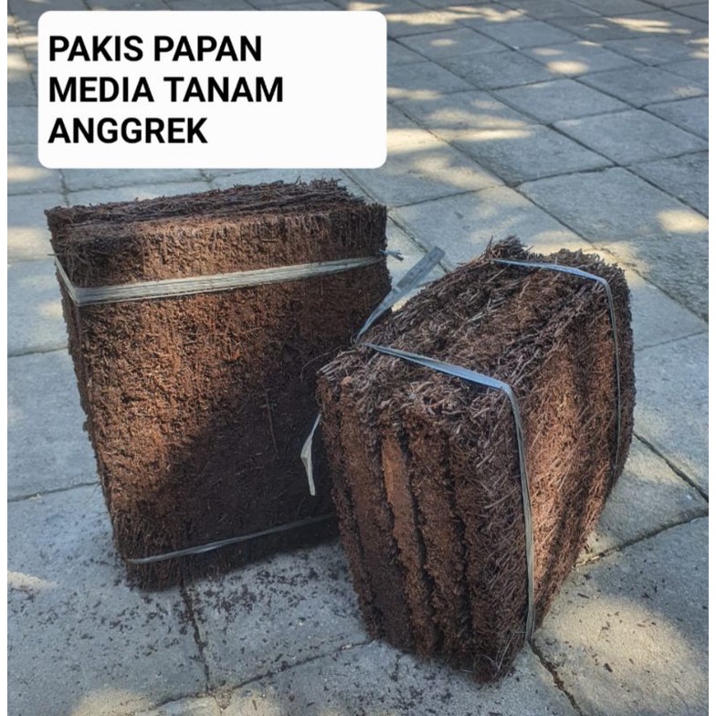 Jual PAKIS PAPAN MEDIA TANAM ANGGREK (isi 5) Papan Pakis Pakis Lempeng ...
