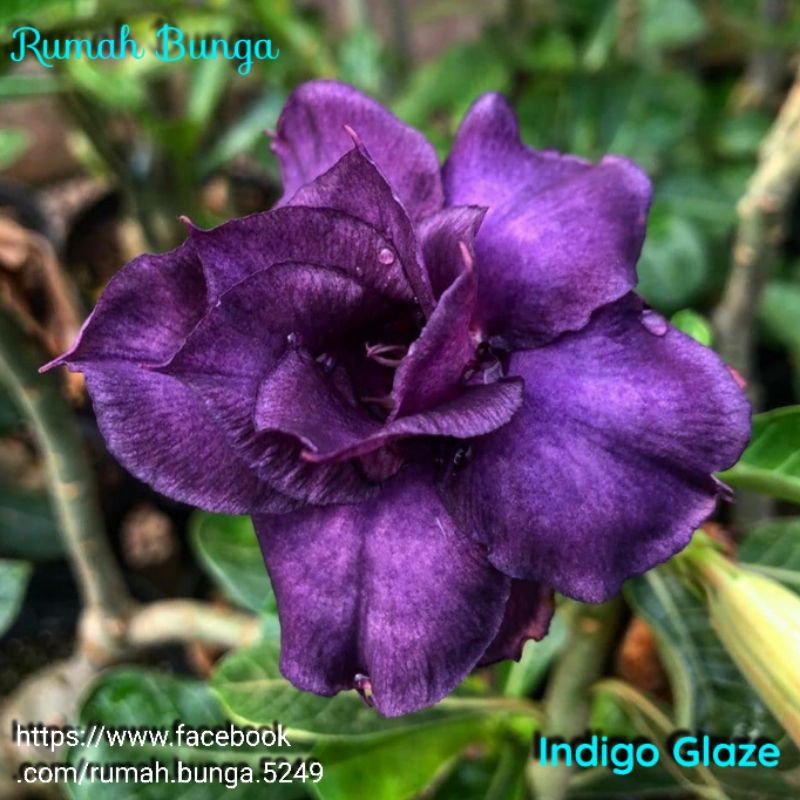 Jual ADENIUM BUNGA TUMPUK *INDIGO GLAZE* | Shopee Indonesia
