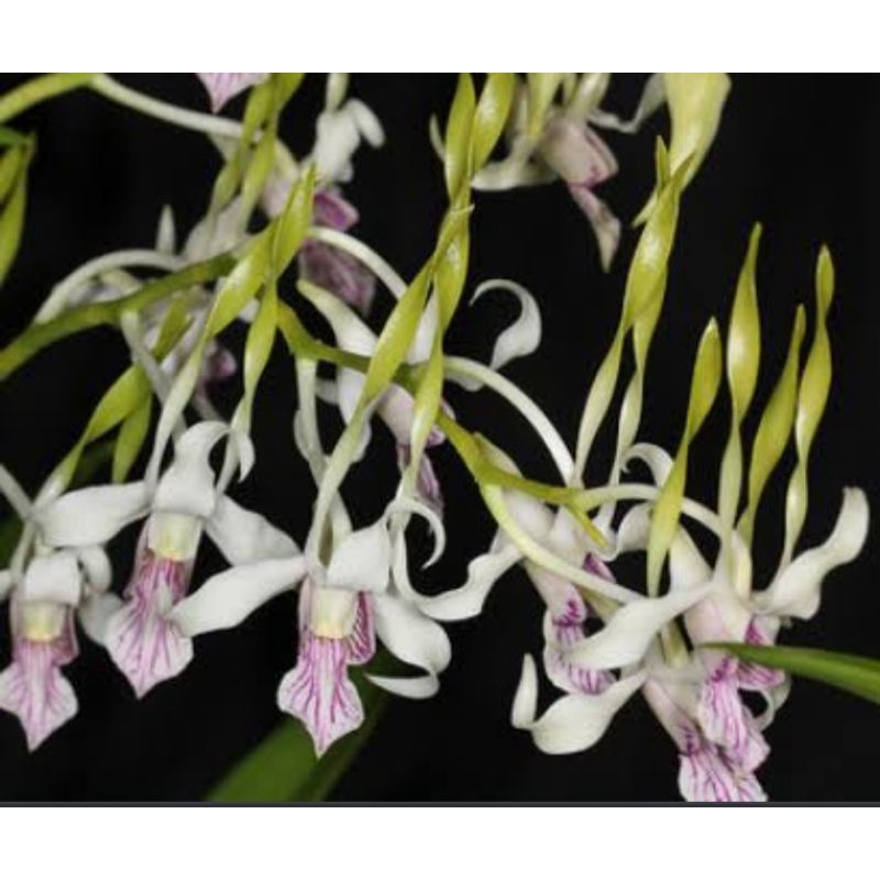 Jual Dendro Stratiotes / Antenatum / Anggrek kelinci awatan | Shopee ...