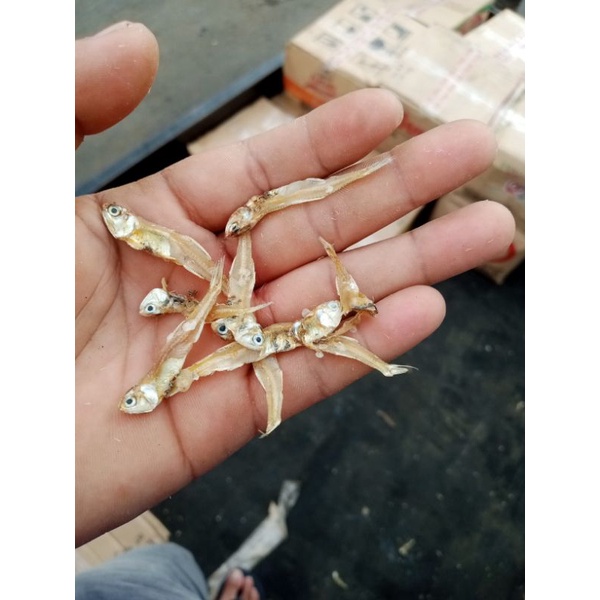 Jual ikan asin teri bunga tawar kering ; 1kg best seler | Shopee Indonesia
