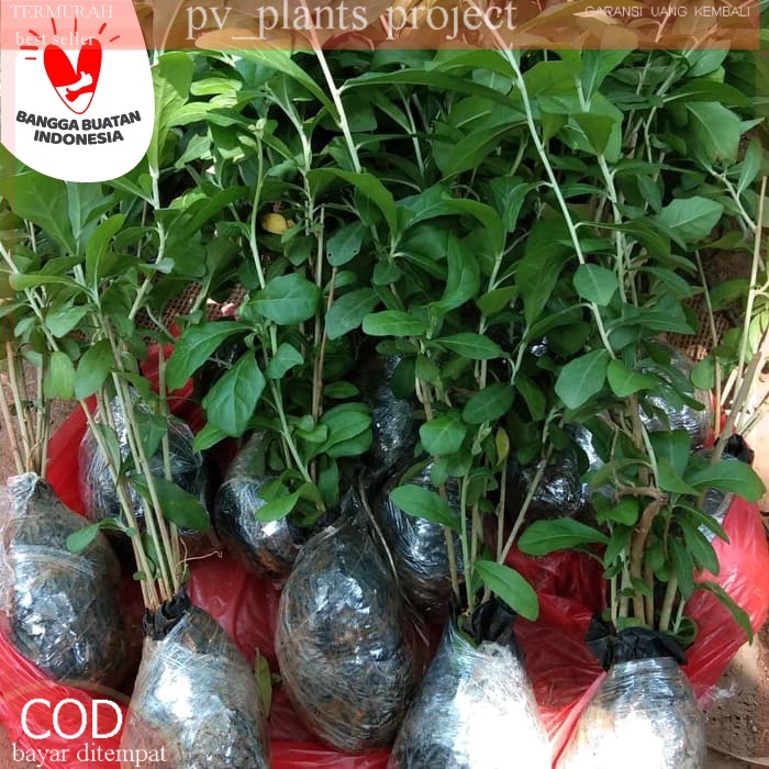 Jual tanaman lee kwan yew / li kuan yu / likuanyu tanaman menjuntai ...