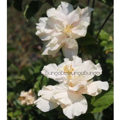 Jual bibit bunga Hibiscus kembang Sepatu tumpuk putih - tanaman hias ...