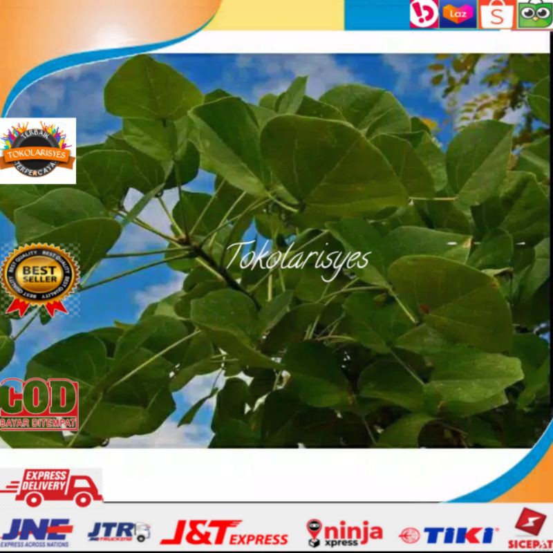 Jual Paket 500 gram Daun Dadap Serep Segar dan Fresh | Shopee Indonesia