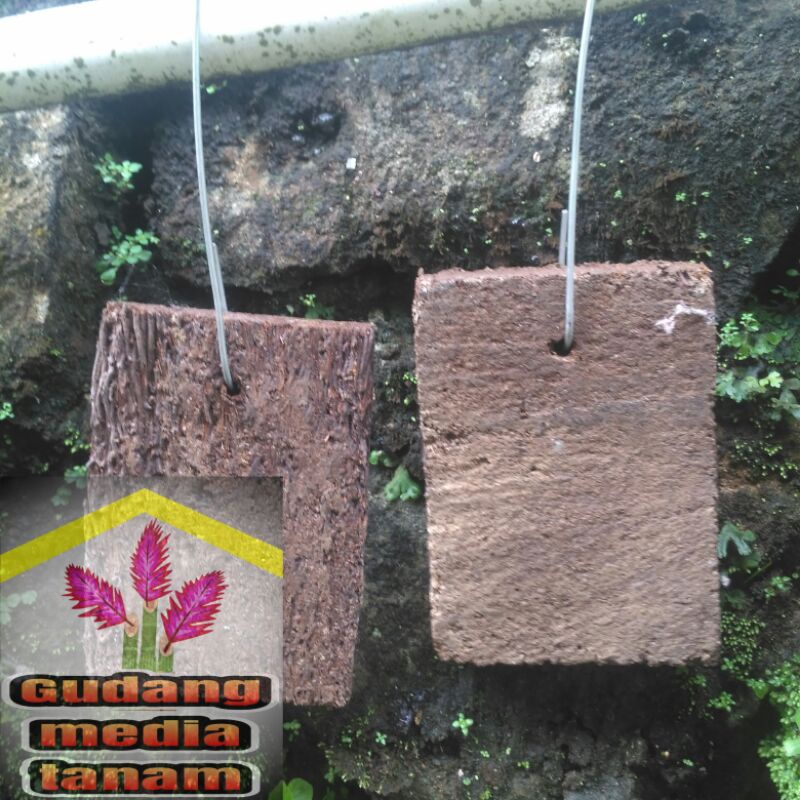 Jual media tanam pakis 10x7 cm |gudang media tanam | Shopee Indonesia