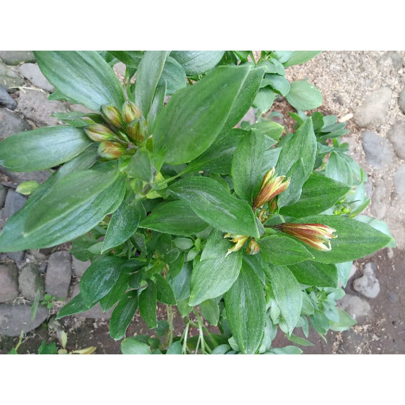 Jual Tanaman hias bunga peruvian Lily alstroemeria / casablanca ...