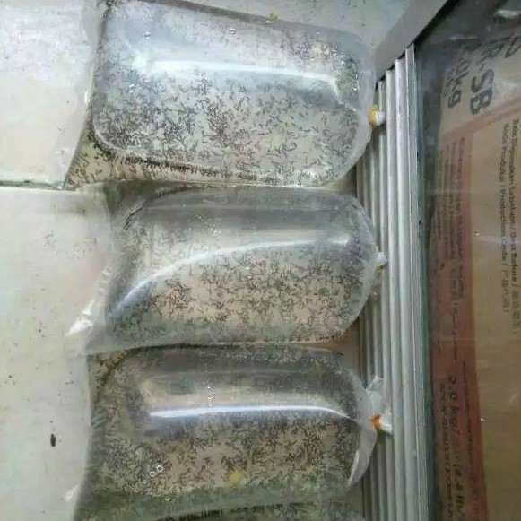 Jual JENTIK NYAMUK / ENCU / KECU HIDUP UNTUK PAKAN IKAN HIAS (MINIMAL ...